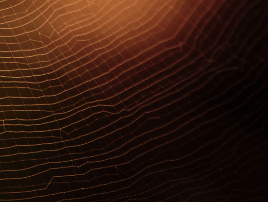 Cobwebbing: O que é essa nova tendência? - br.adopte.app
